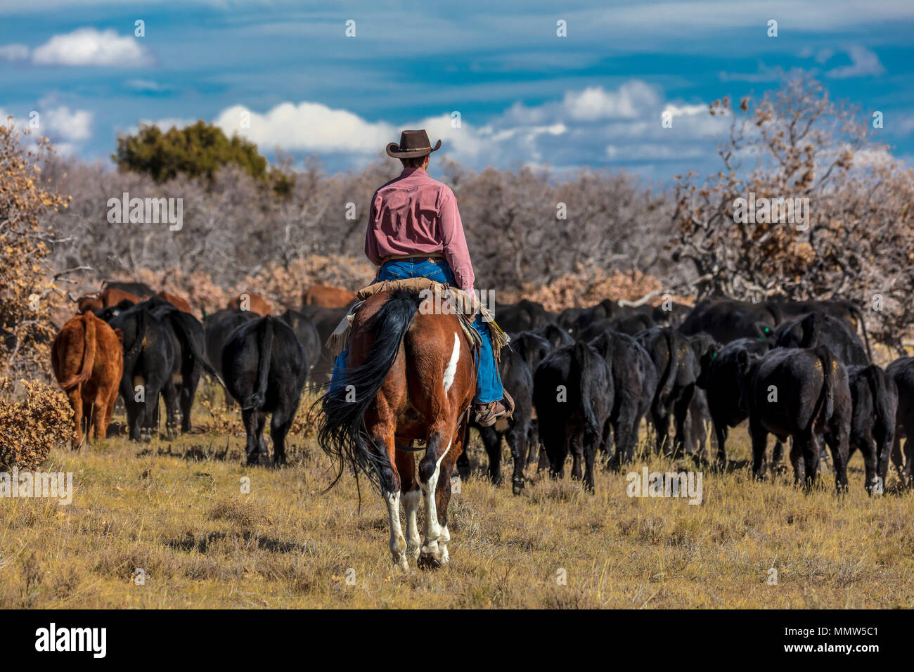 Cowboys gathering cattle hi-res stock photography and images - Alamy