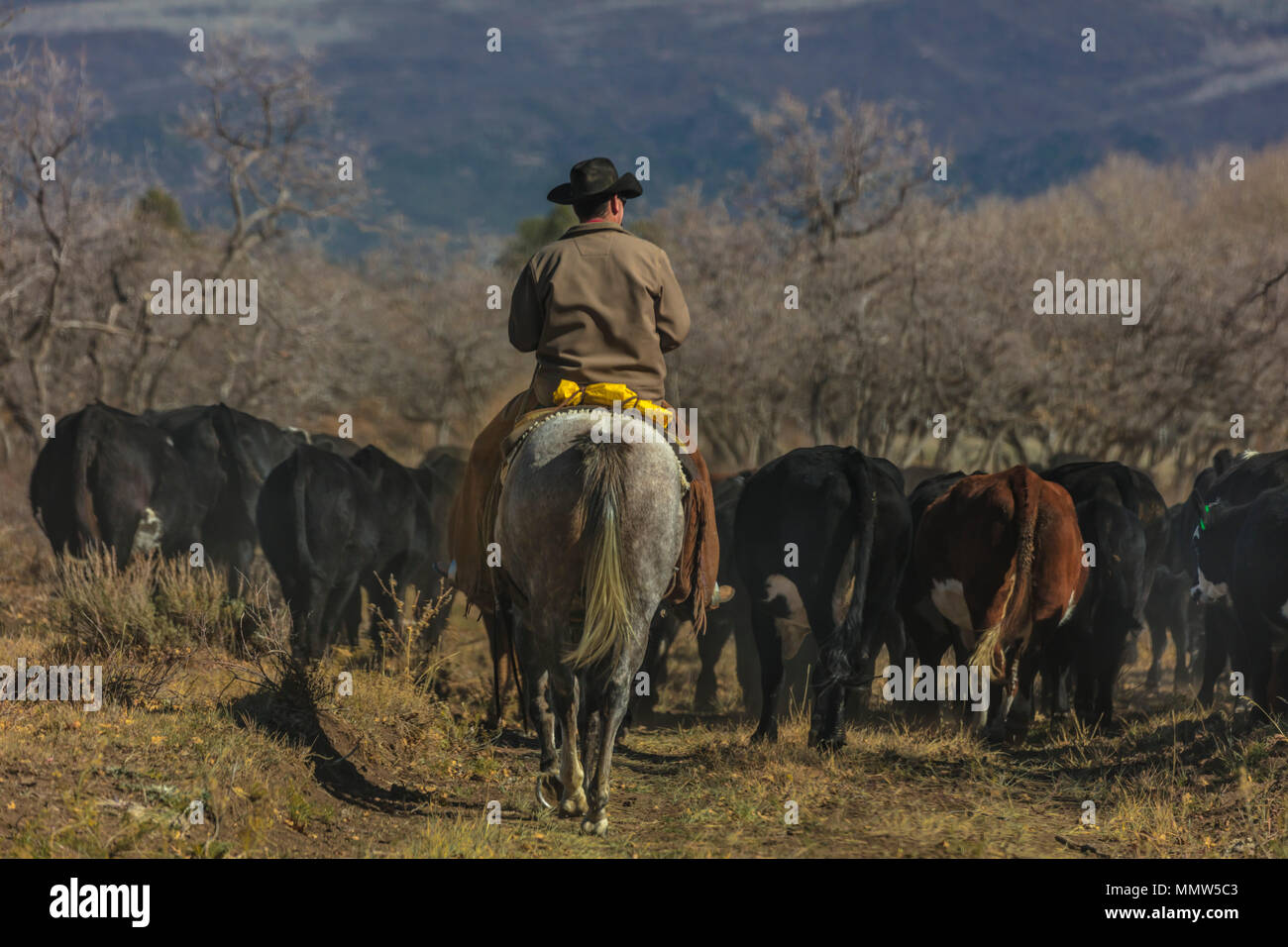 OCTOBER 2017, Ridgway, Col.orado: Cowboys on Cattle Drive Gather Angus ...