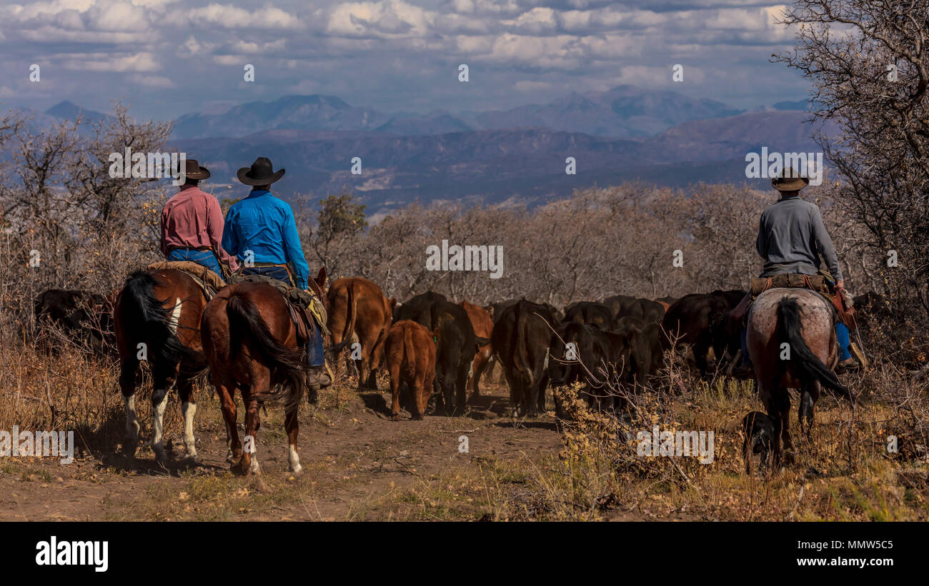 OCTOBER 2017, Ridgway, Col.orado: Cowboys on Cattle Drive Gather Angus ...