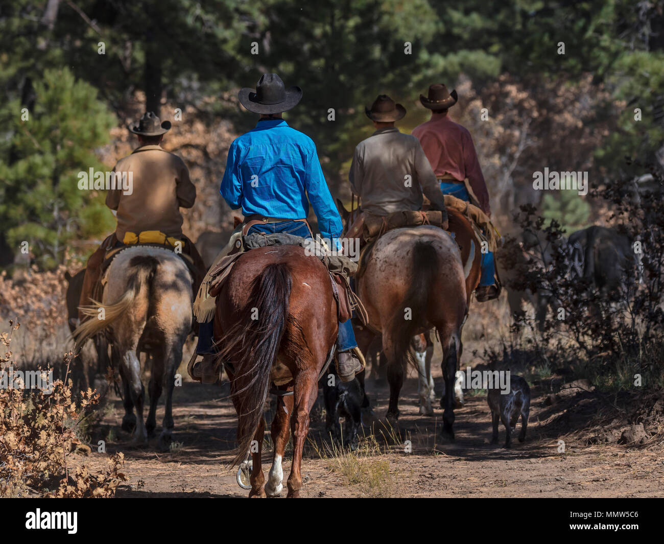 OCTOBER 2017, Ridgway, Col.orado: Cowboys on Cattle Drive Gather Angus ...