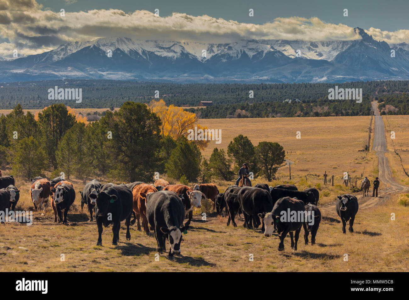 OCTOBER 2017, Ridgway, Col.orado: Cowboys on Cattle Drive Gather Angus ...