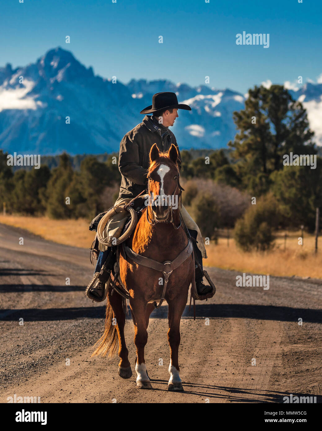 OCTOBER 2017, Ridgway, Col.orado: Cowboys on Cattle Drive on long dirt ...