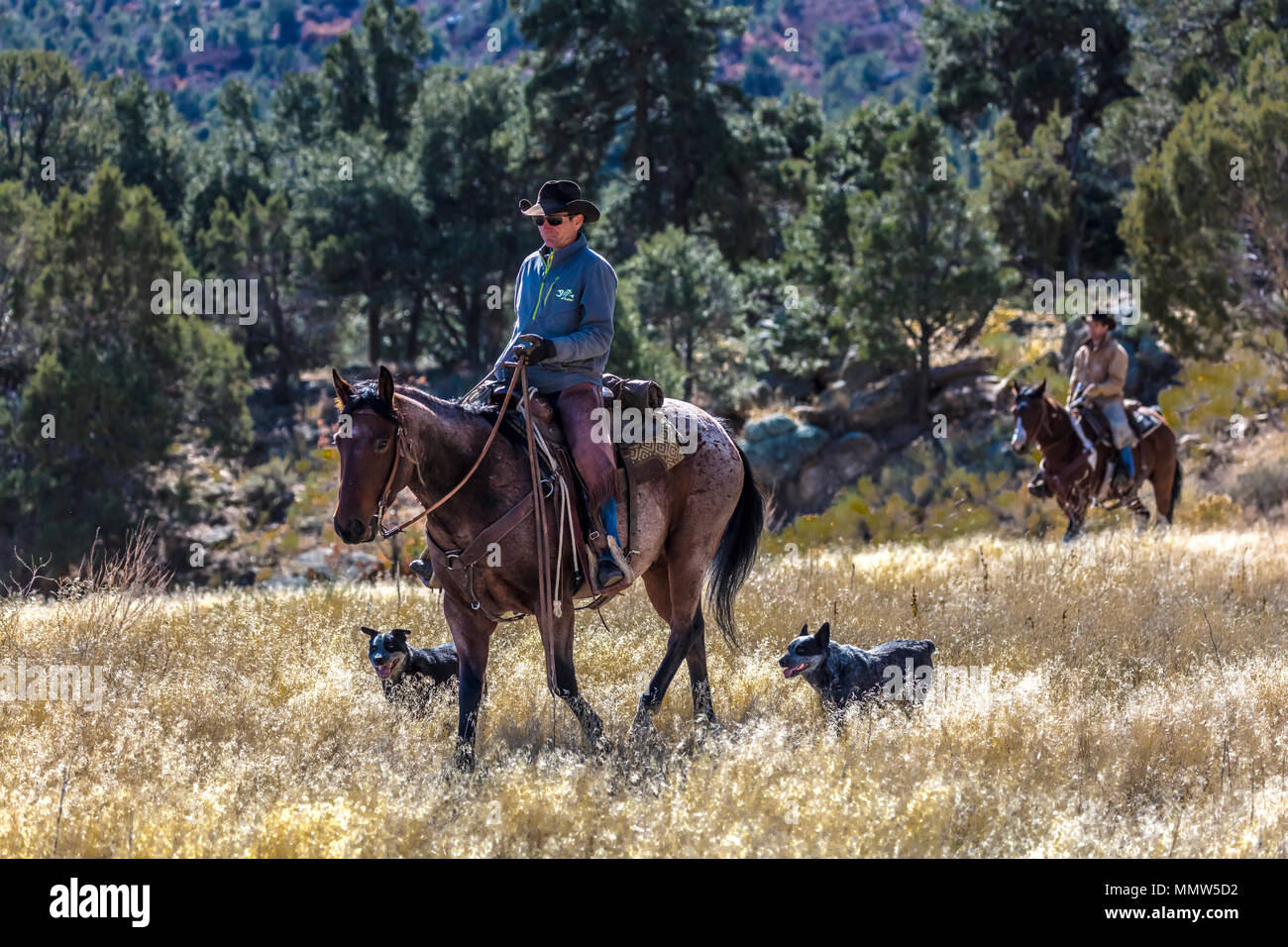 OCTOBER 2017, Ridgway, Col.orado: Cowboys on Cattle Drive Gather Angus ...