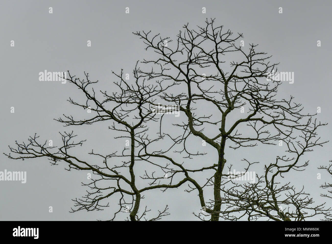 Fractal-like structure of tree branches against a dark sky Stock Photo ...
