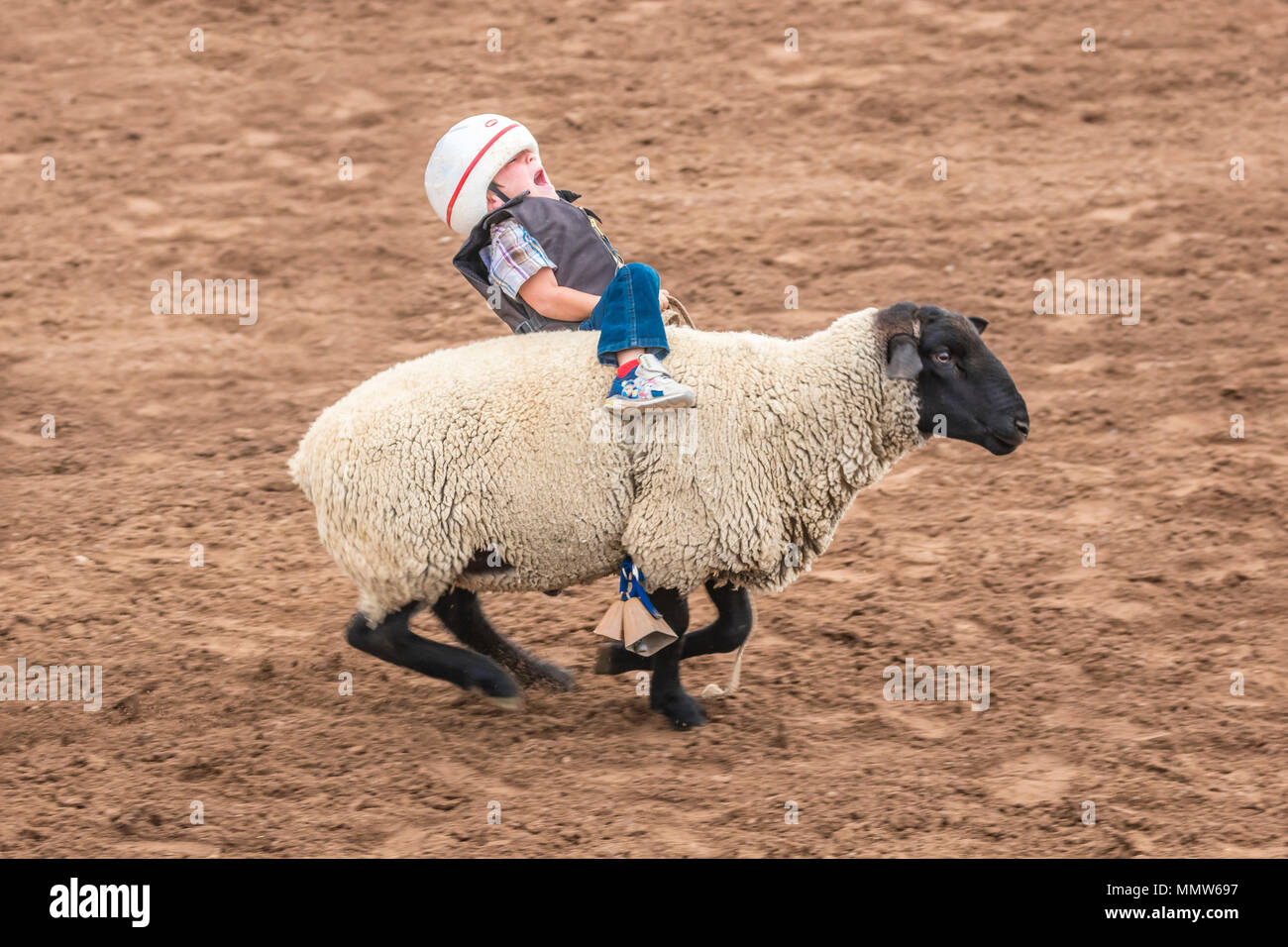 Young cowboys ride sheep hi-res stock photography and images - Alamy