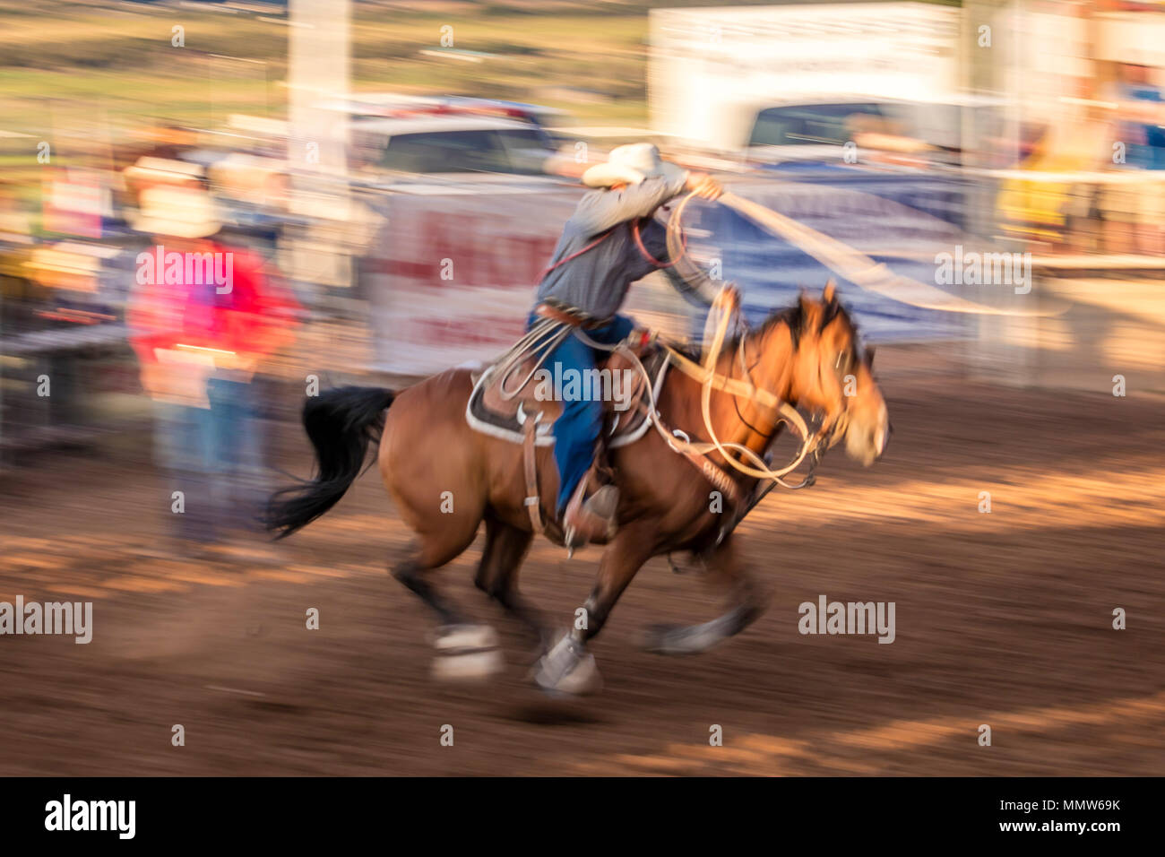 JULY 22, 2017 NORWOOD COLORADO - Cowboys ride and rope cattle during ...
