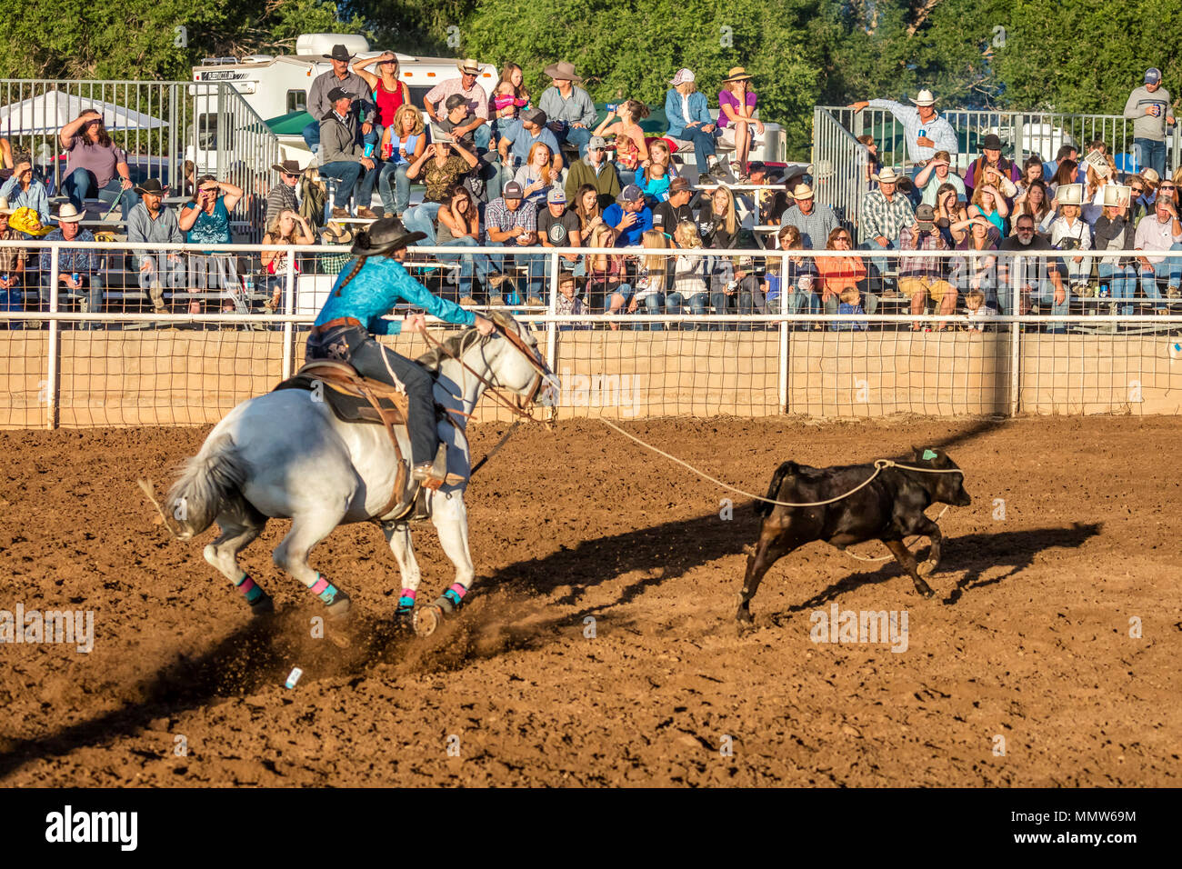 JULY 22, 2017 NORWOOD COLORADO - Cowboys ride and rope cattle during ...