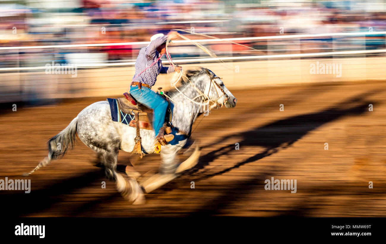 JULY 22, 2017 NORWOOD COLORADO - Cowboys ride and rope cattle during ...