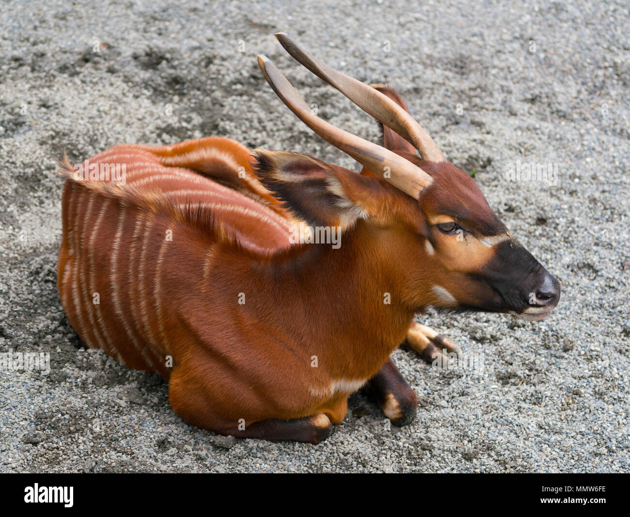 Bongo antelope kenya africa hi-res stock photography and images - Alamy