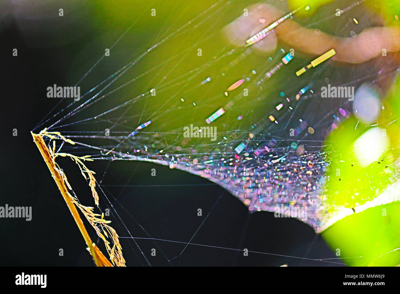 Spider's web reflecting the light Stock Photo - Alamy