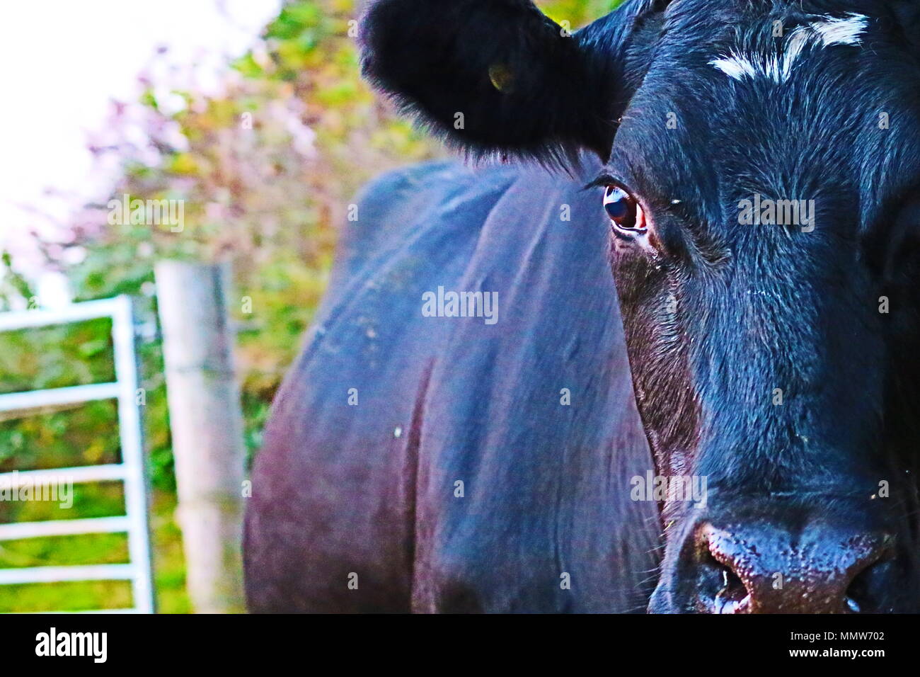 Close up of black cow with hedgerow and gateway background Stock Photo ...