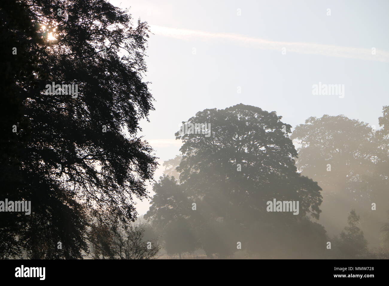 Morning sun shining through tree branches Stock Photo - Alamy