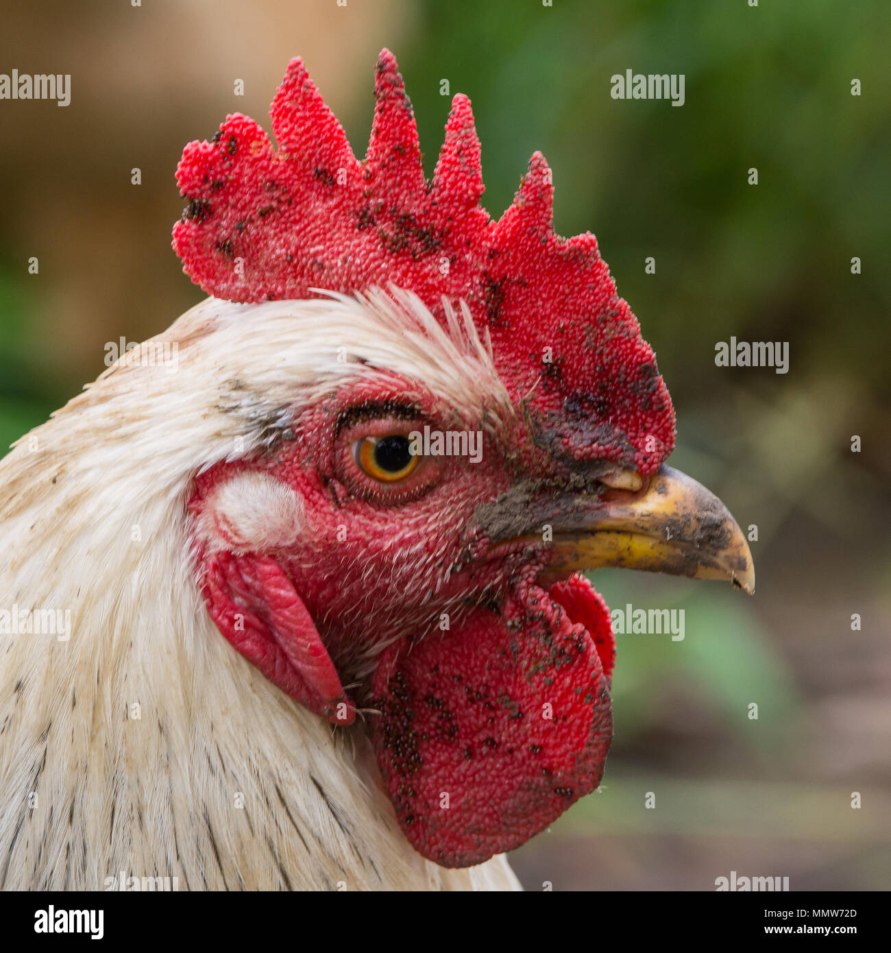 Cockerels hi-res stock photography and images - Alamy