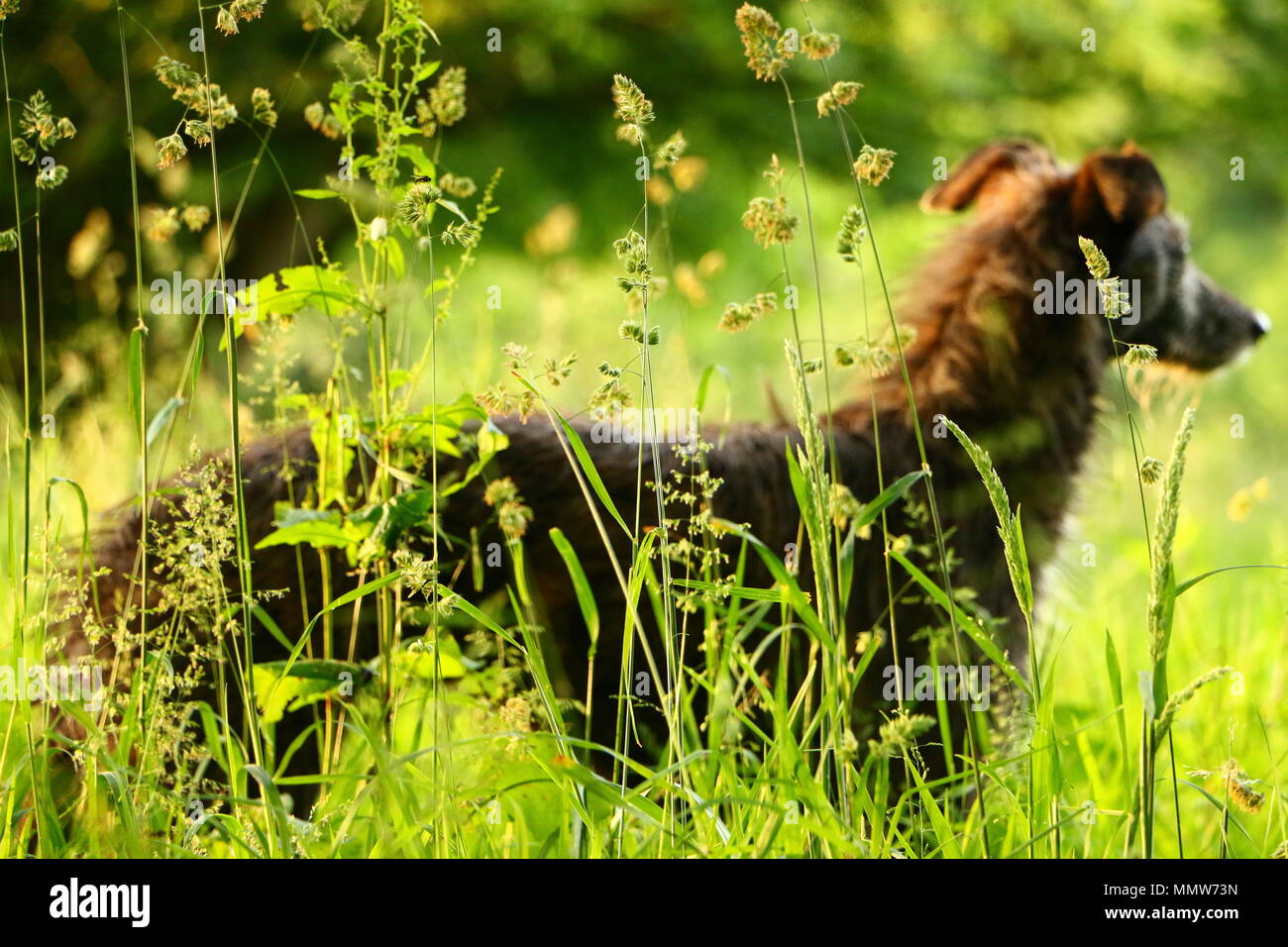 Traditional Lurcher dog in field of long grass in the summertime Stock ...