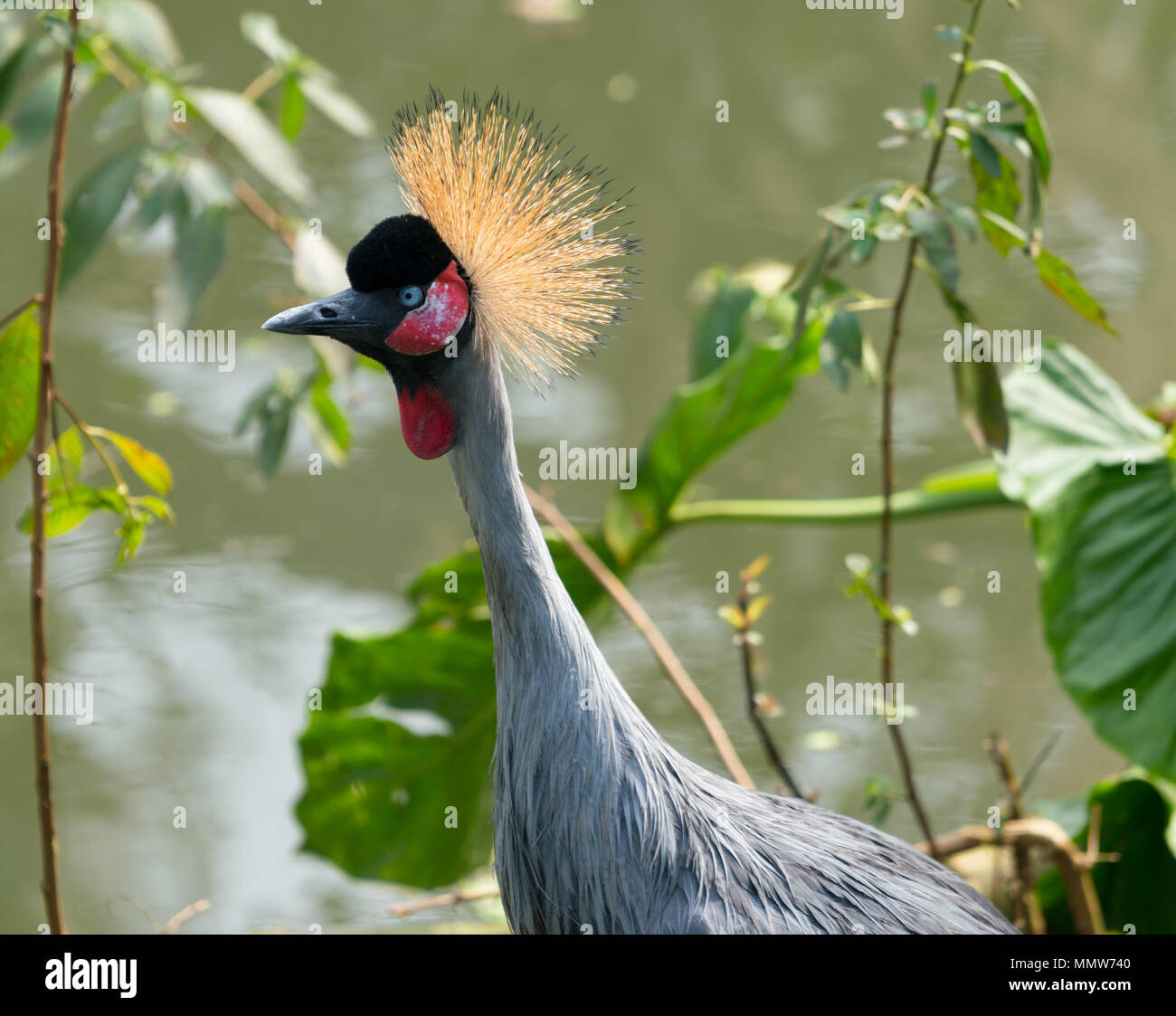 Black crowned crane Balearica pavonina bird close-up Stock Photo - Alamy