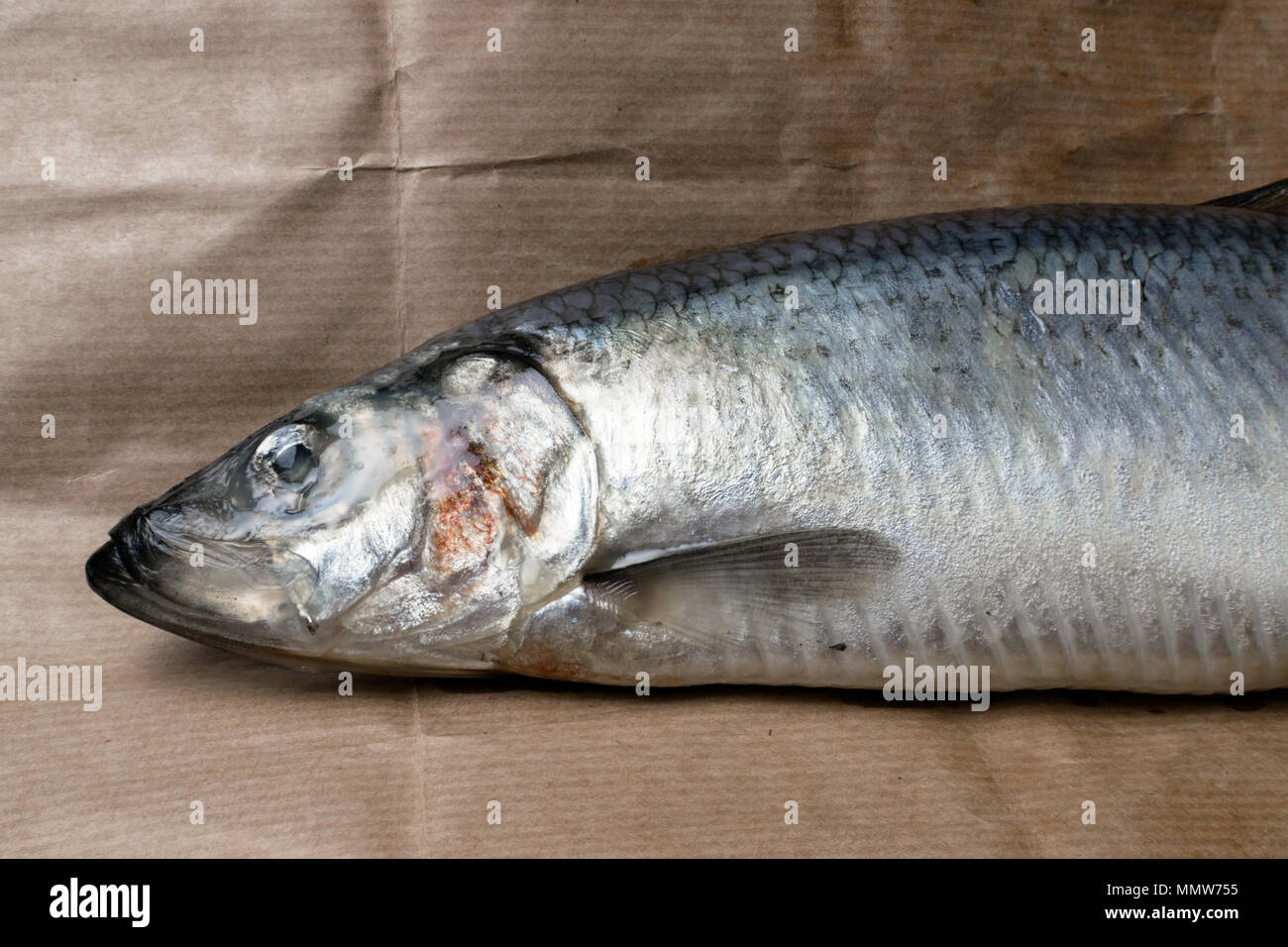 Salted dry fresh herring fish on an paper bag background. Rustic style ...
