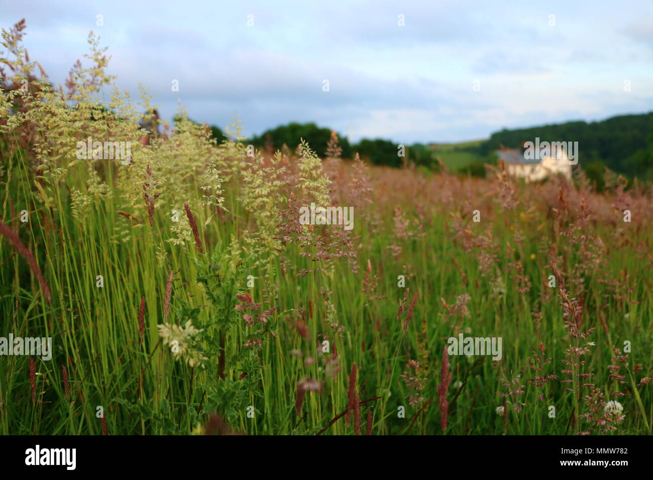 Long grass field hi-res stock photography and images - Alamy