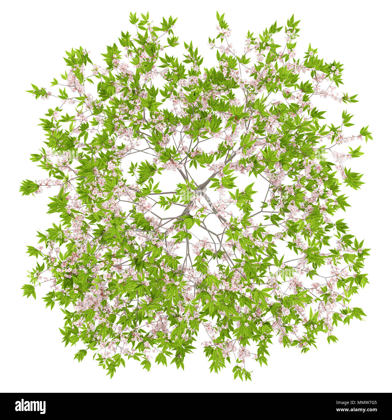top view of flowering cherry tree isolated on white background. 3d ...