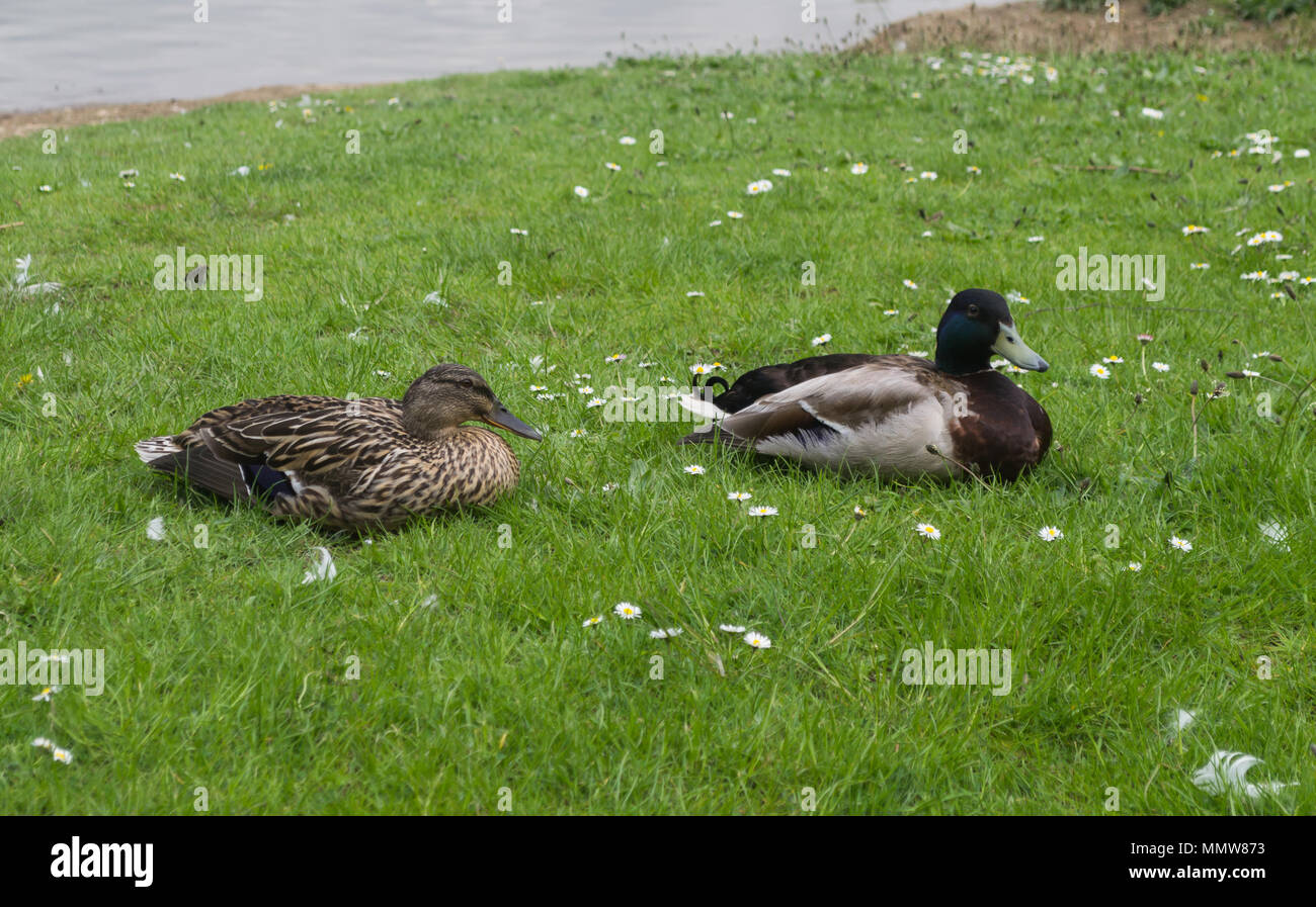 Bantam duck hi-res stock photography and images - Alamy