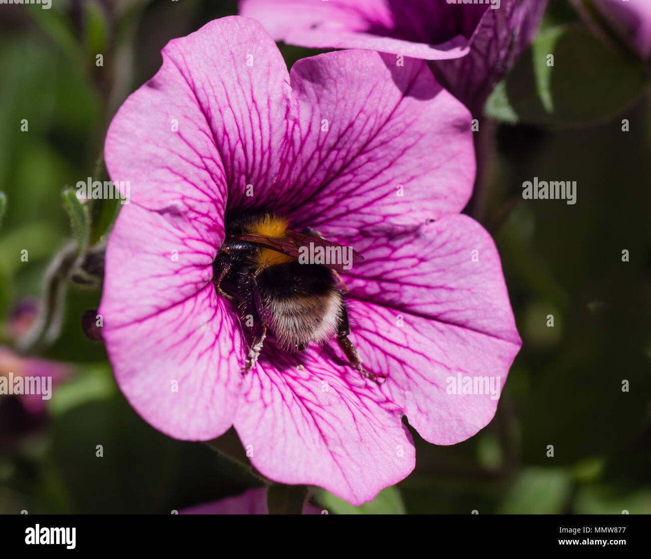 Bumblebee (Bombus pascuorum) on a flower Grandiflora petunias Stock ...