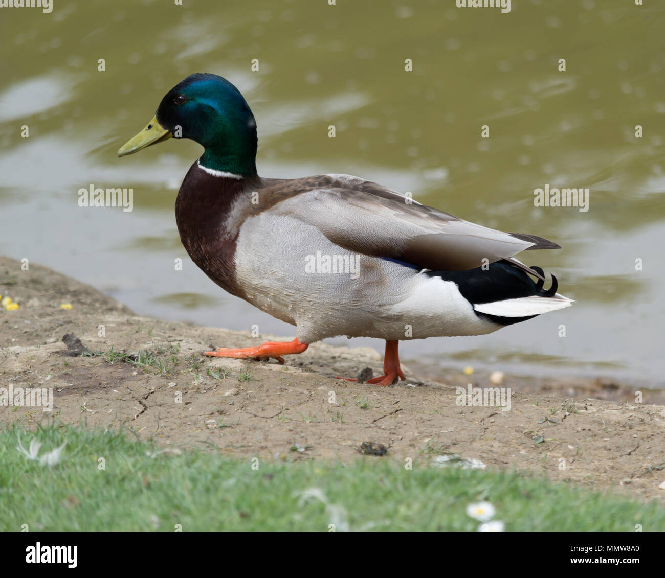 A duck waddling through the grass next to the lake Stock Photo - Alamy