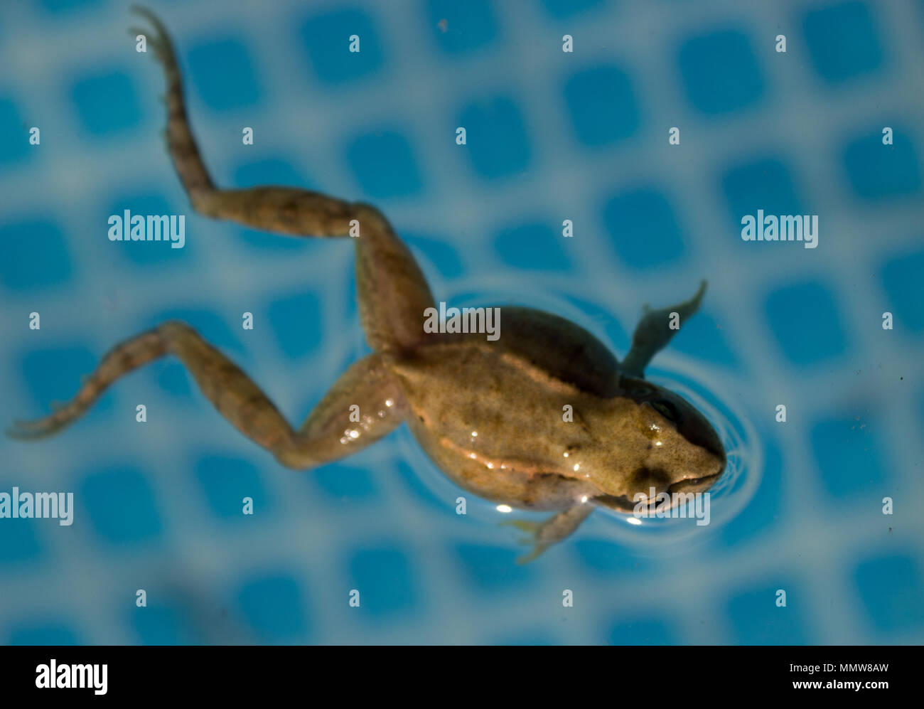 Detail of frog in water in the pool. The common frog - rana temporaria ...
