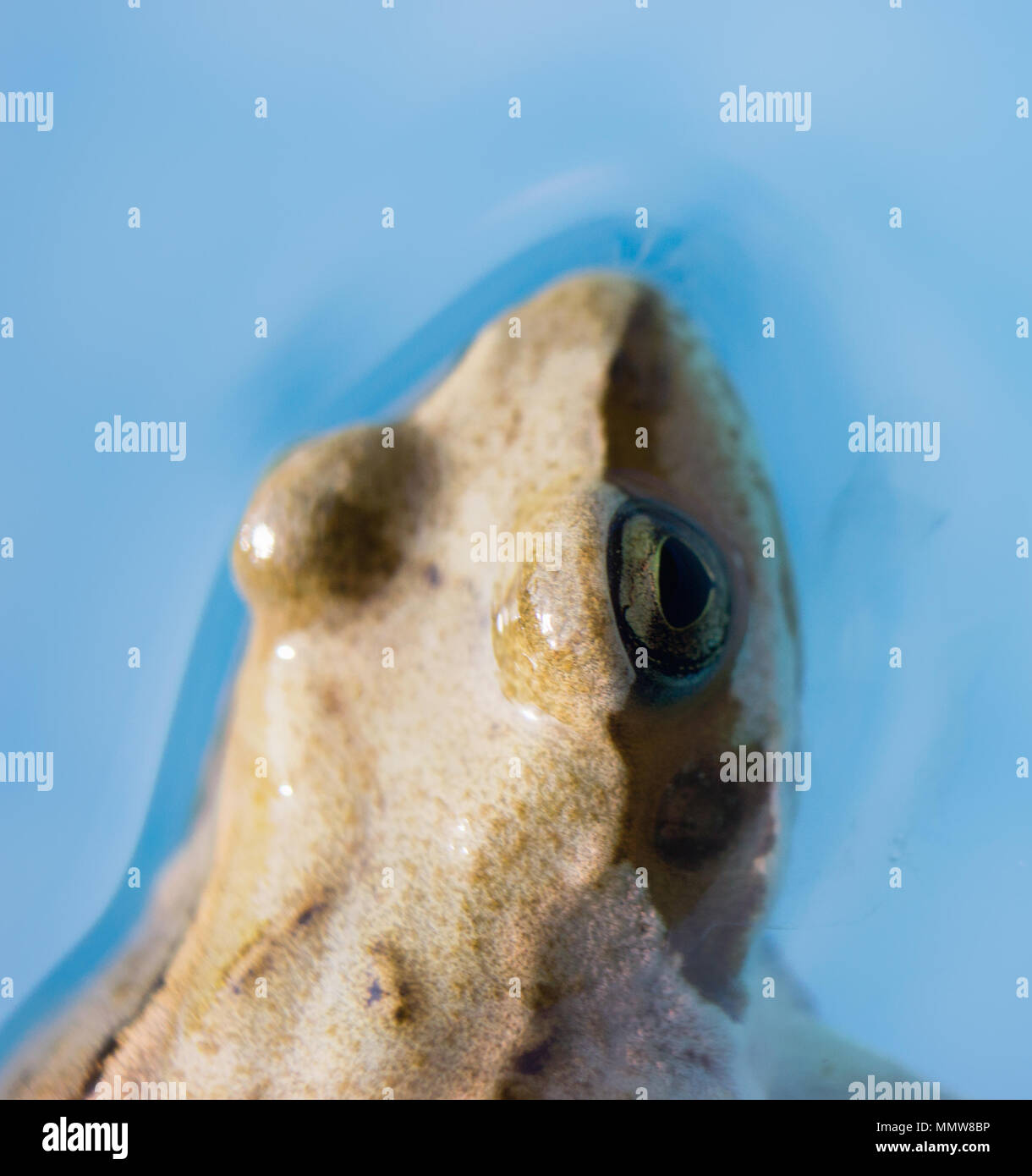 Detail of frog head in water. The common frog - rana temporaria is a ...