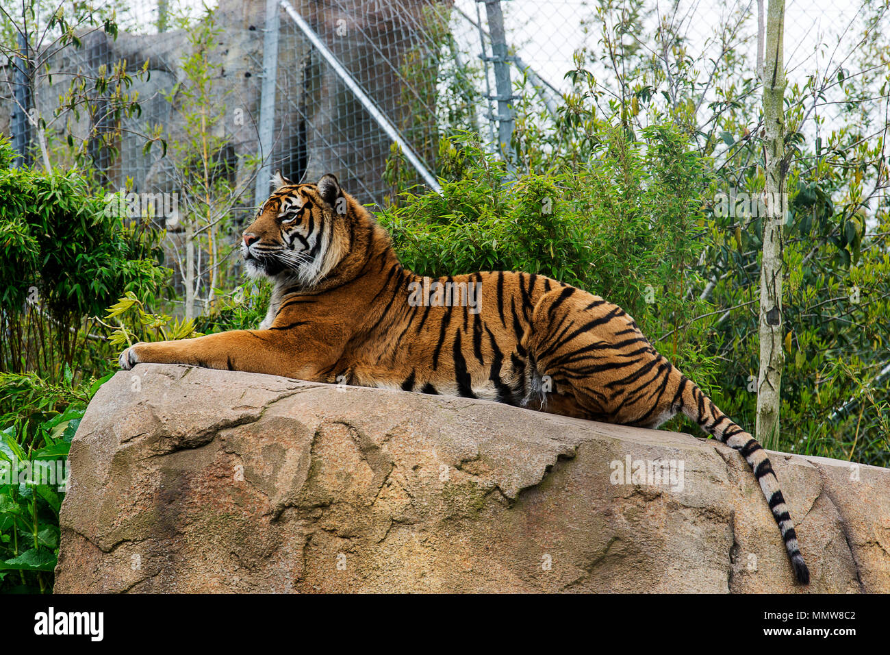 Tiger at rest Stock Photo - Alamy