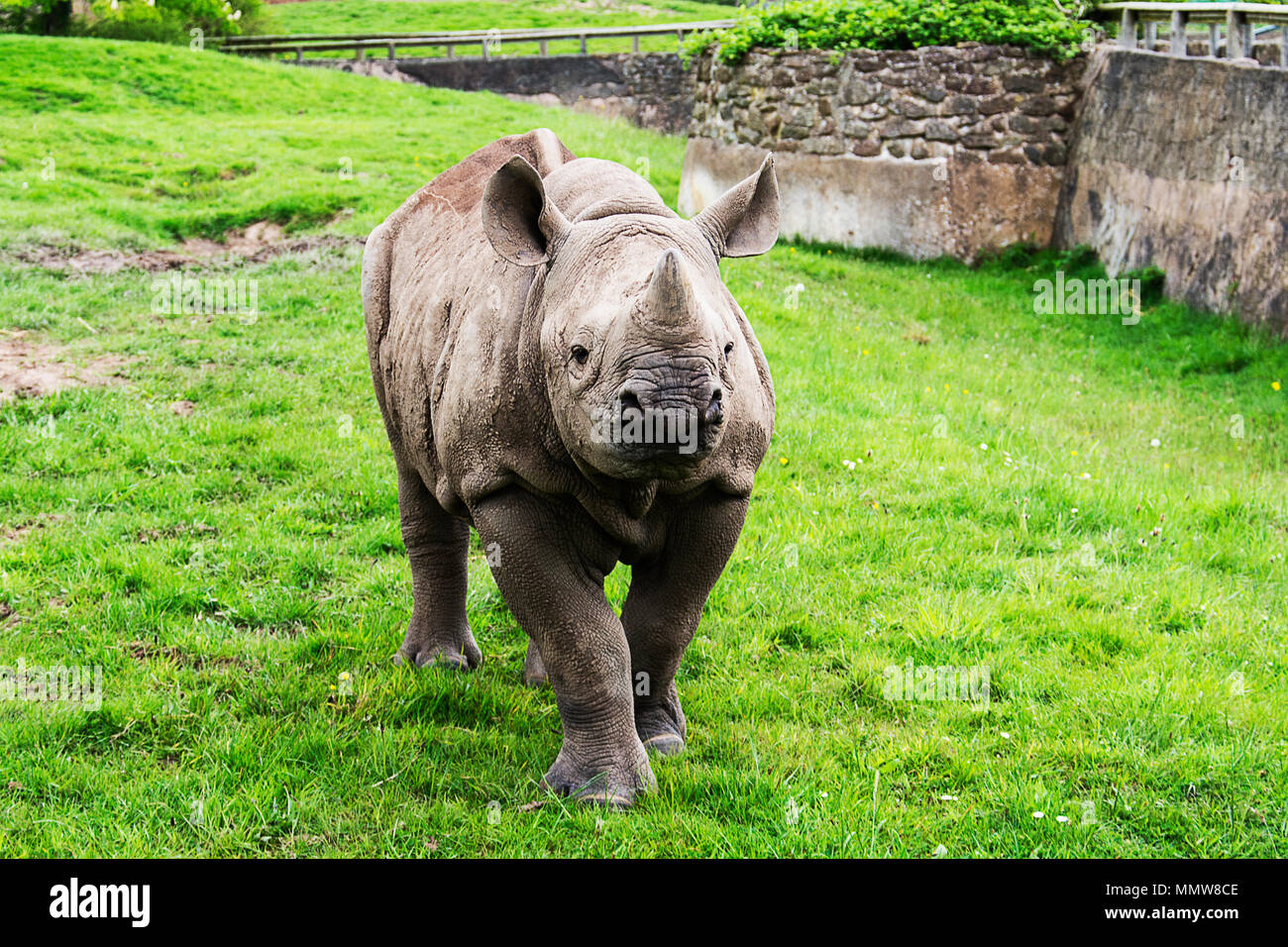 Rhinoceros - endangered species in captivity Stock Photo - Alamy