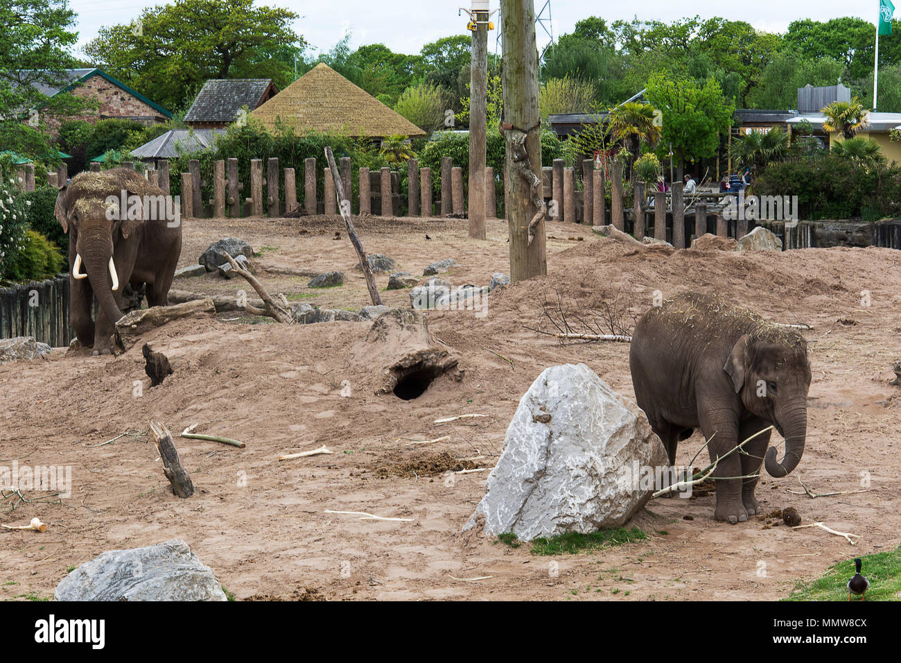 Chester Zoo - Wildlife conservation Stock Photo - Alamy
