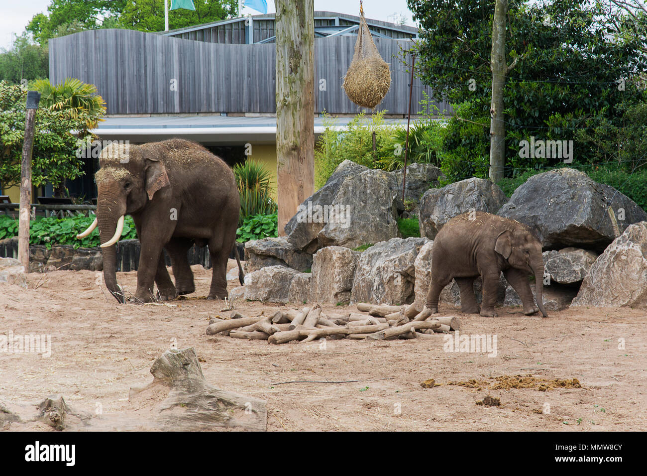 Chester Zoo - Wildlife conservation Stock Photo - Alamy
