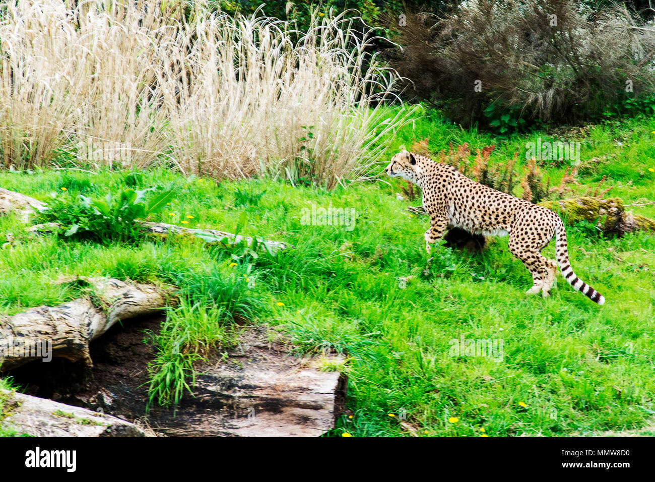 Chester Zoo - Wildlife conservation Cheetah Stock Photo - Alamy