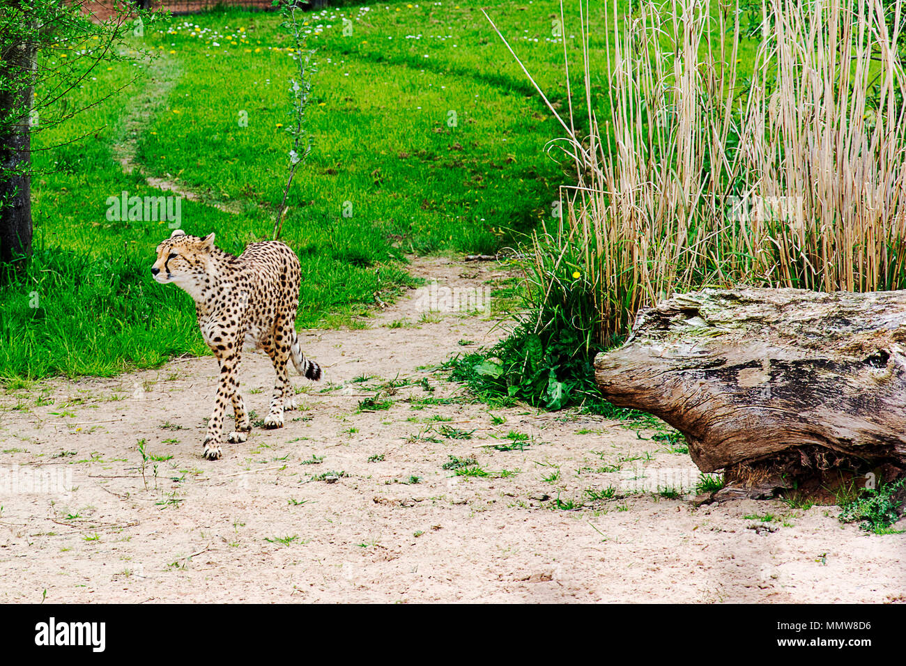 Chester Zoo - Wildlife conservation Stock Photo - Alamy