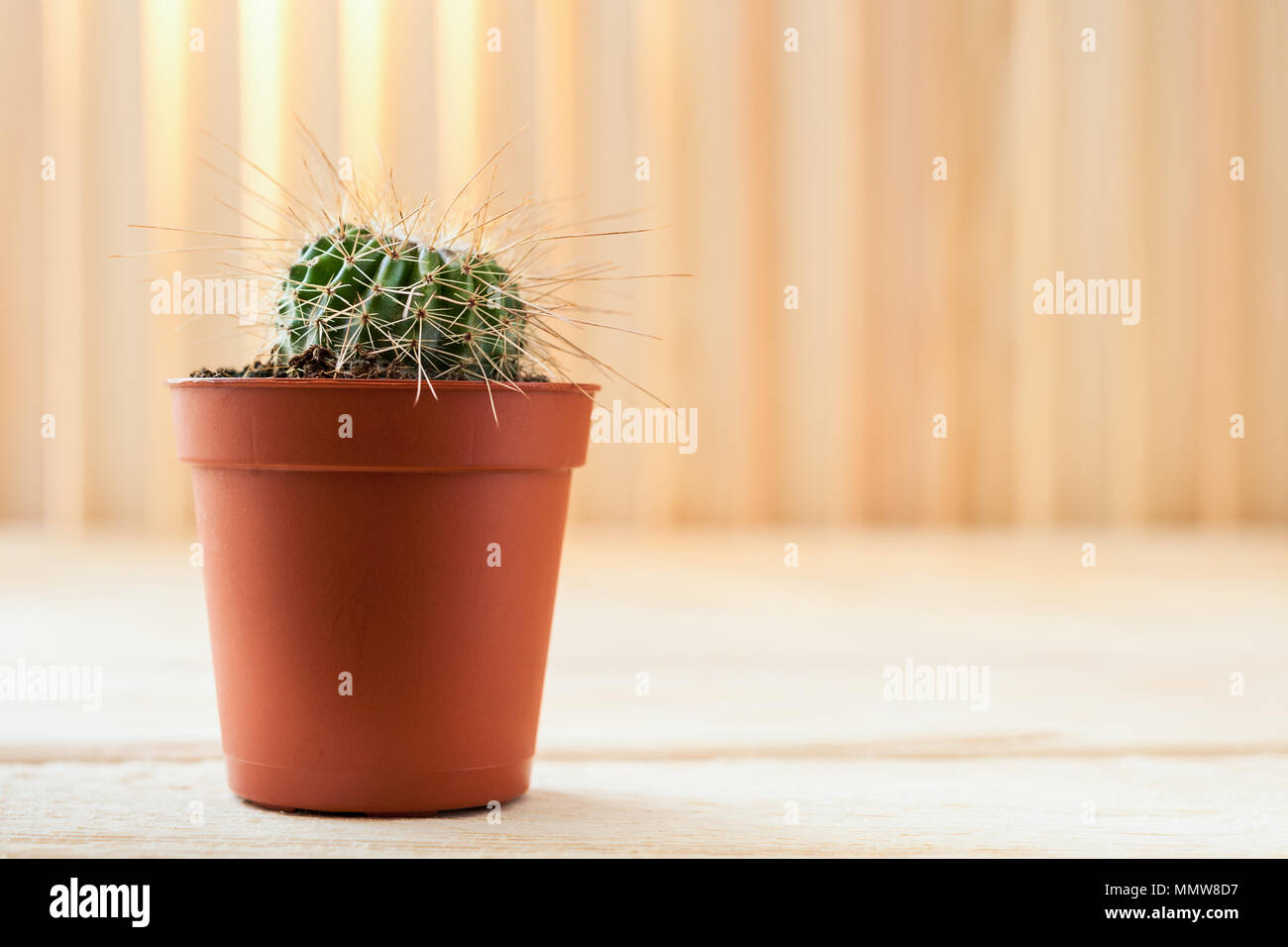 Young cactus hi-res stock photography and images - Alamy