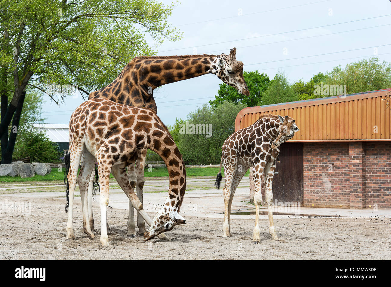 Chester Zoo - Wildlife conservation Giraffes Stock Photo - Alamy
