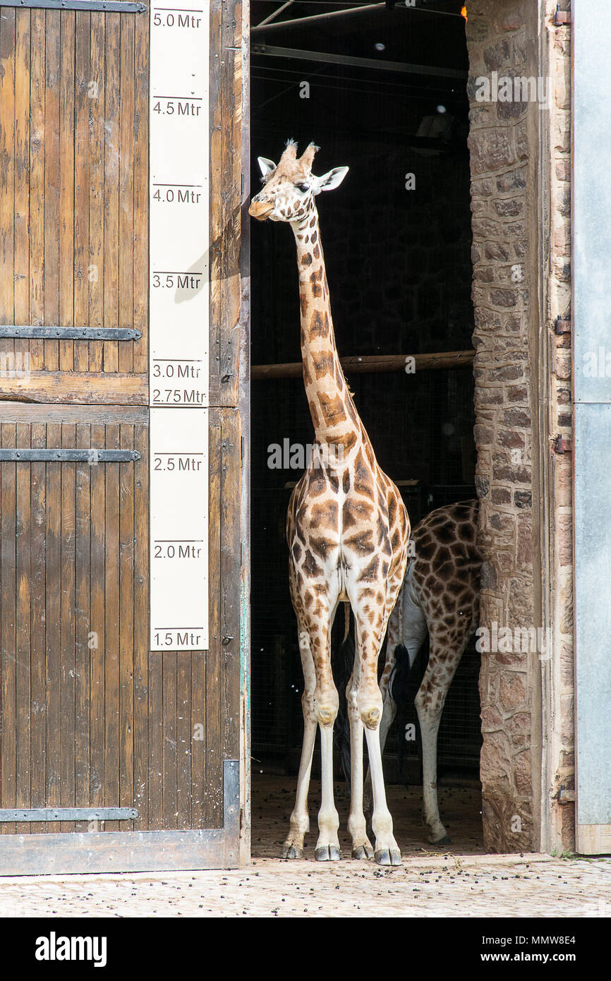 Chester Zoo - Wildlife conservation Giraffes Stock Photo - Alamy