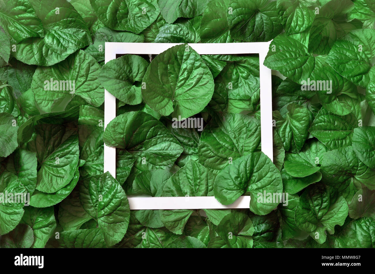 Creative layout made of leaves with paper frame. Flat lay. Nature ...