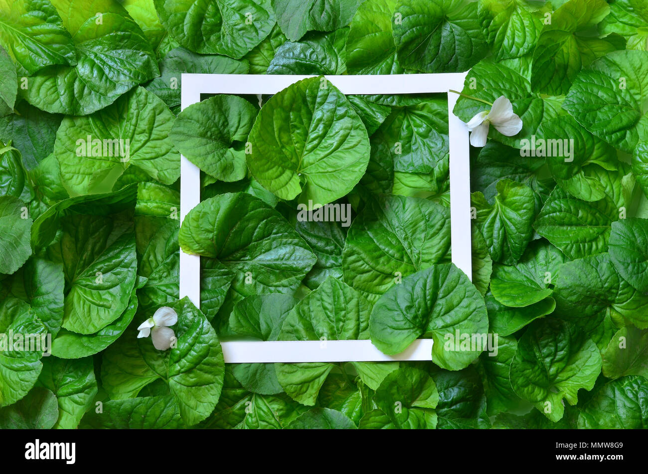 Creative layout made of leaves with paper frame. Flat lay. Nature ...