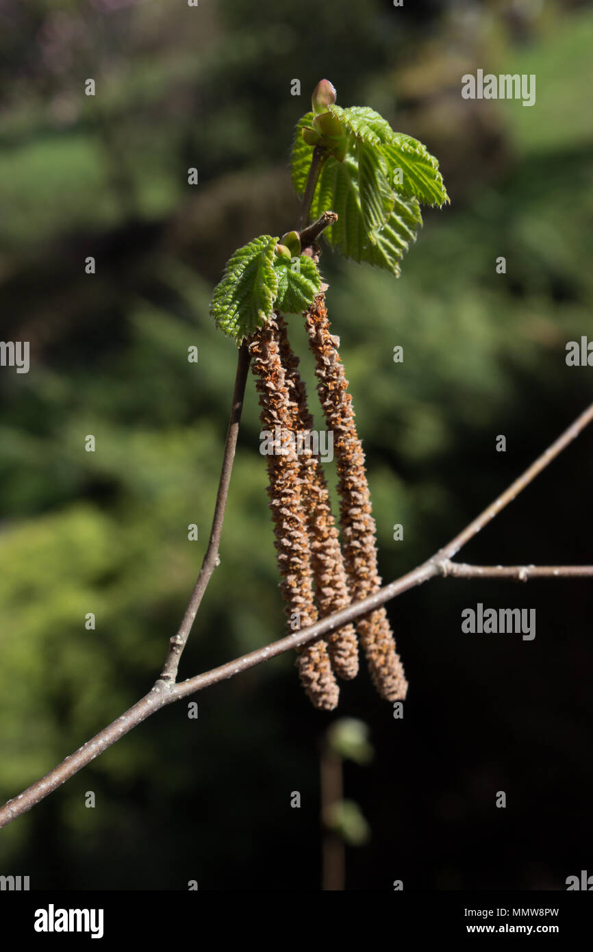 Hazel tree twig hi-res stock photography and images - Alamy
