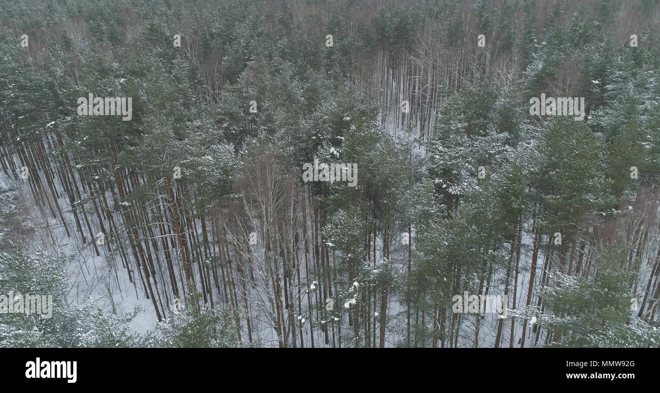 aerial view of pine forest on a winter day, wide photo Stock Photo - Alamy