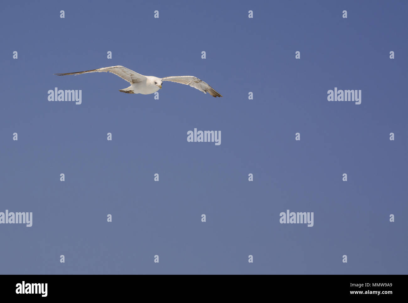 Seagulls flying looking down hi-res stock photography and images - Alamy