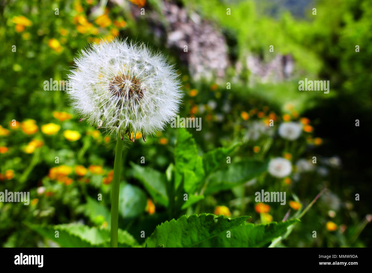 Dandelion Seed Dispersal High Resolution Stock Photography and Images ...