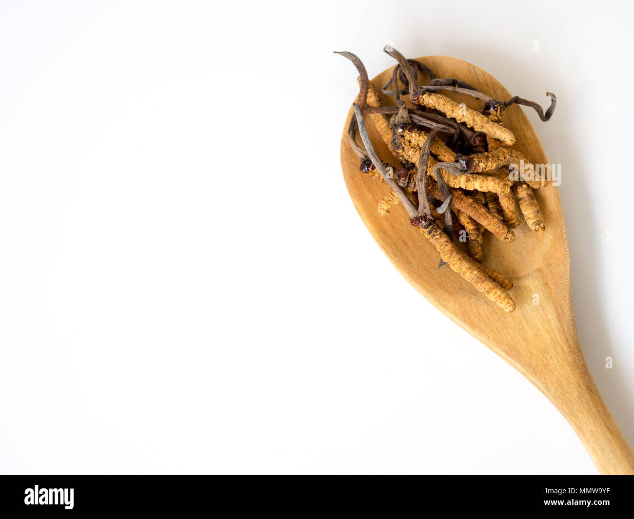 Vegetable caterpillar fungi hi-res stock photography and images - Alamy
