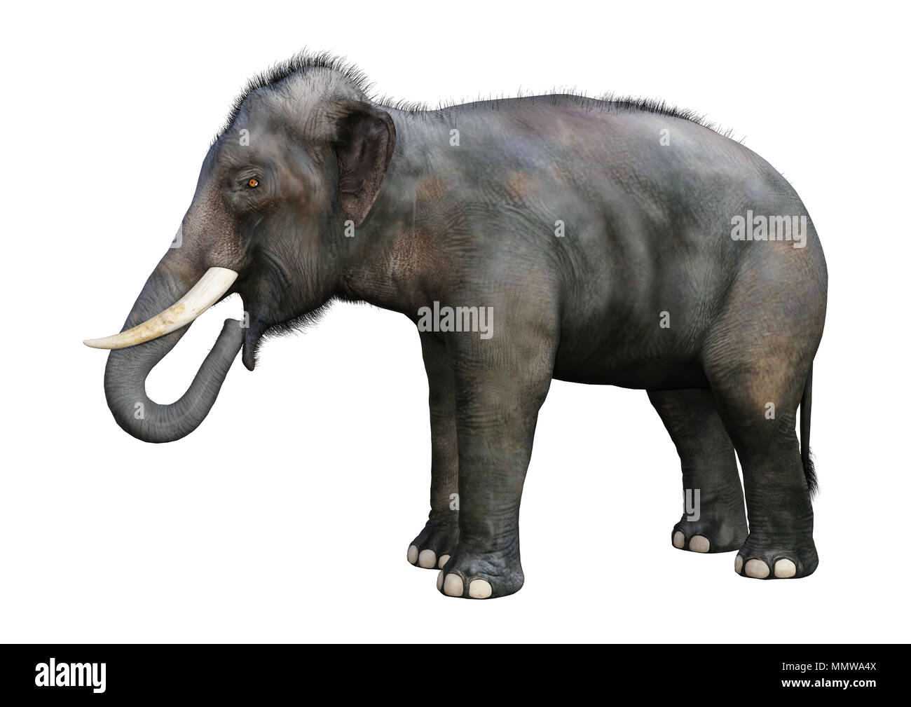 3D rendering of an Indian elephant isolated on white background Stock ...