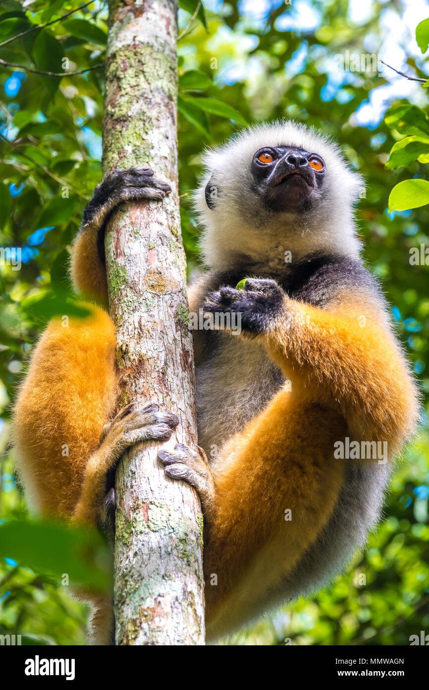 Sifaka, a large lemur which jumps from tree to tree in an upright ...