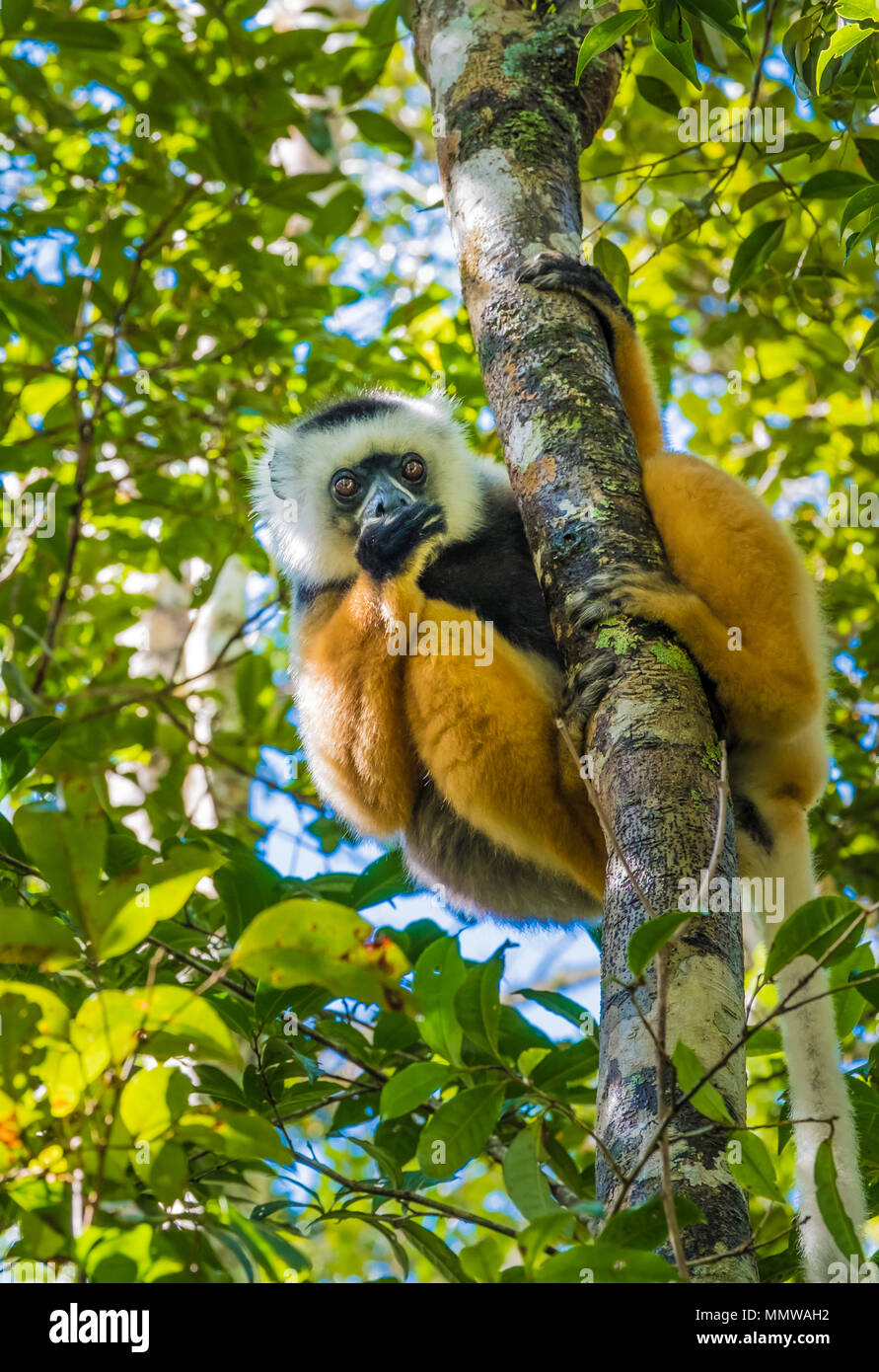 Sifaka, a large lemur which jumps from tree to tree in an upright ...