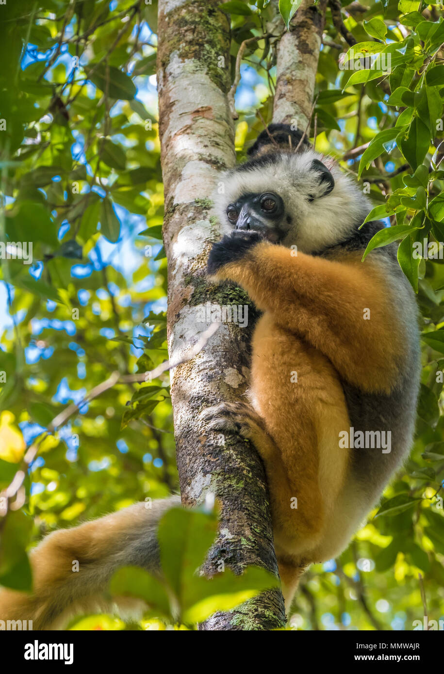 Sifaka, a large lemur which jumps from tree to tree in an upright ...