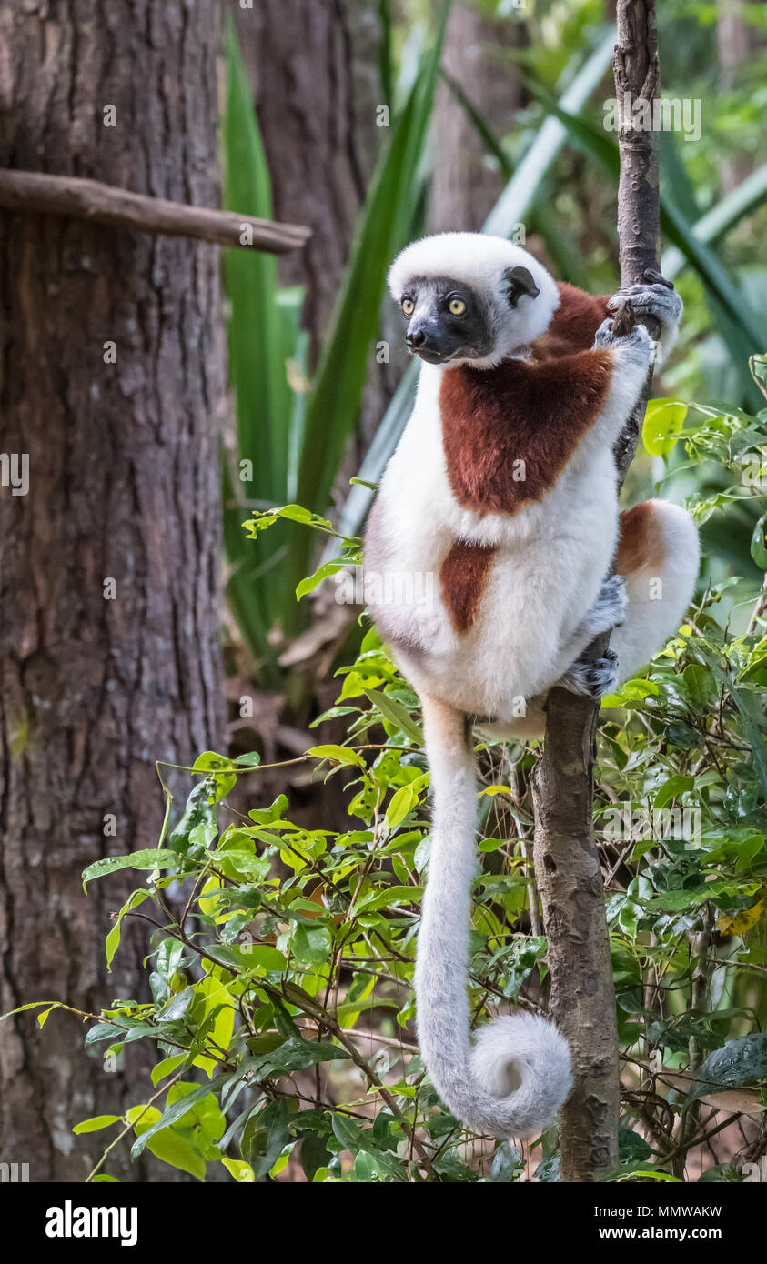 Sifaka, a large lemur which jumps from tree to tree in an upright ...