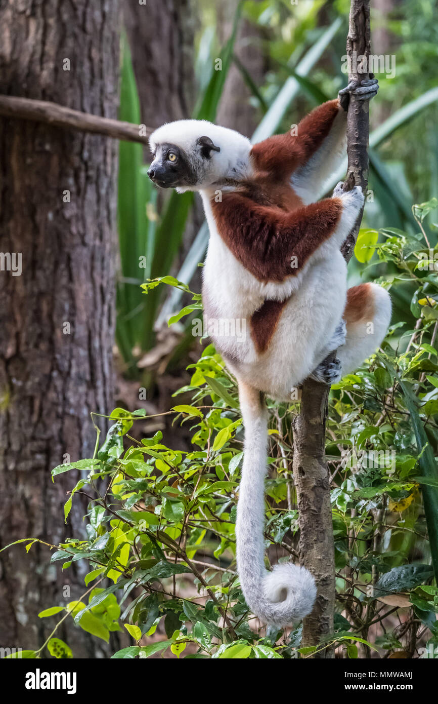 Sifaka Lemur Jumping