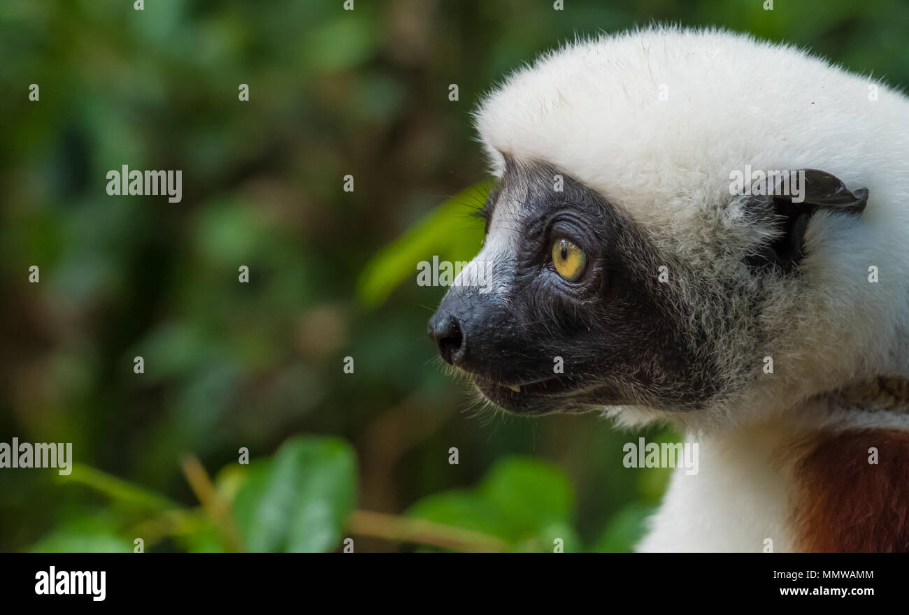Sifaka, a large lemur which jumps from tree to tree in an upright ...